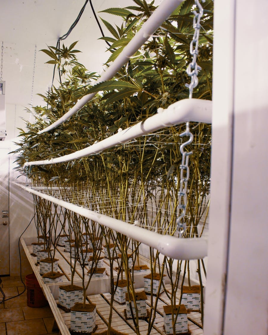 What is SCROG And How To Do It Perfectly In 3 Simple Steps | Herb