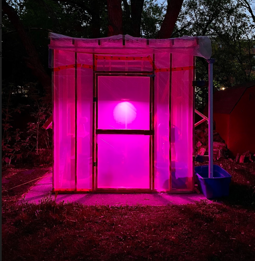 3 Important Things Cannabis Nodes Are Telling You About Your Plant | Herb