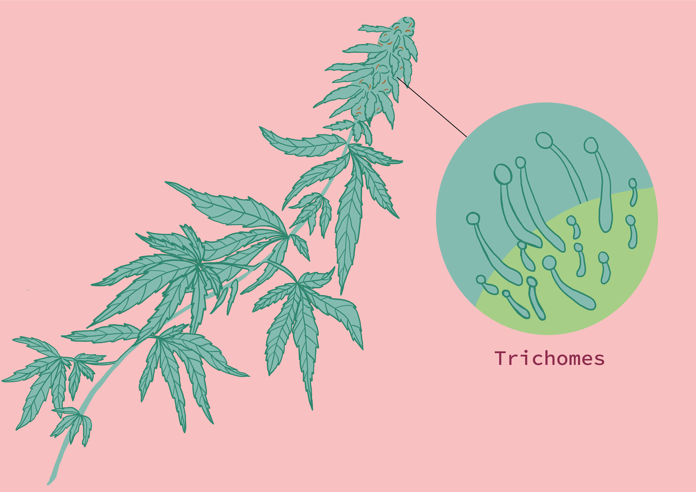 Hash 101: Everything You Need To Know | Herb