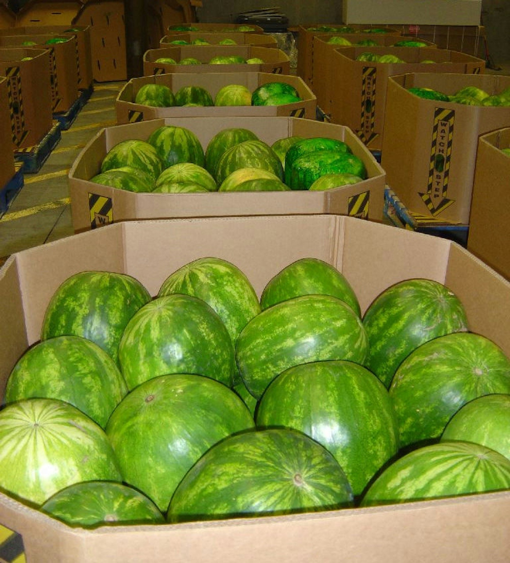 Drug Traffickers Smuggle Loads of Marijuana Hidden Inside Watermelons ...