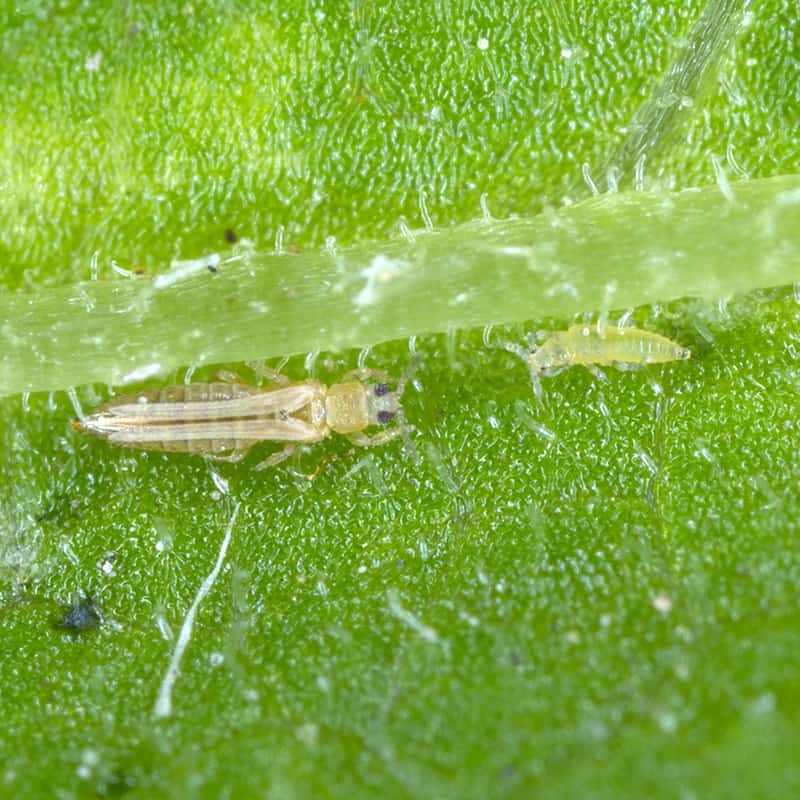 Thrips On Cannabis: How To Prevent Damage, Treat, & Kill