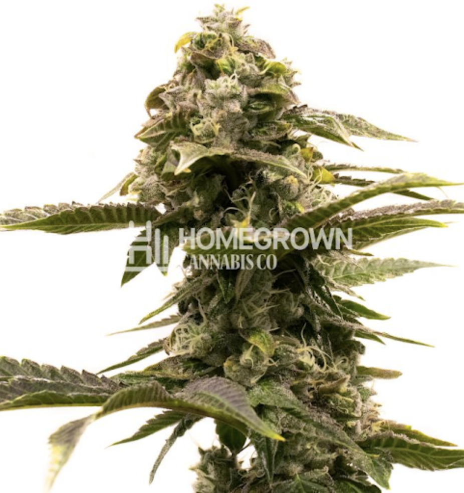 Consider It Flowers Future Haze (Ultra Premium) THCA Hemp Flower