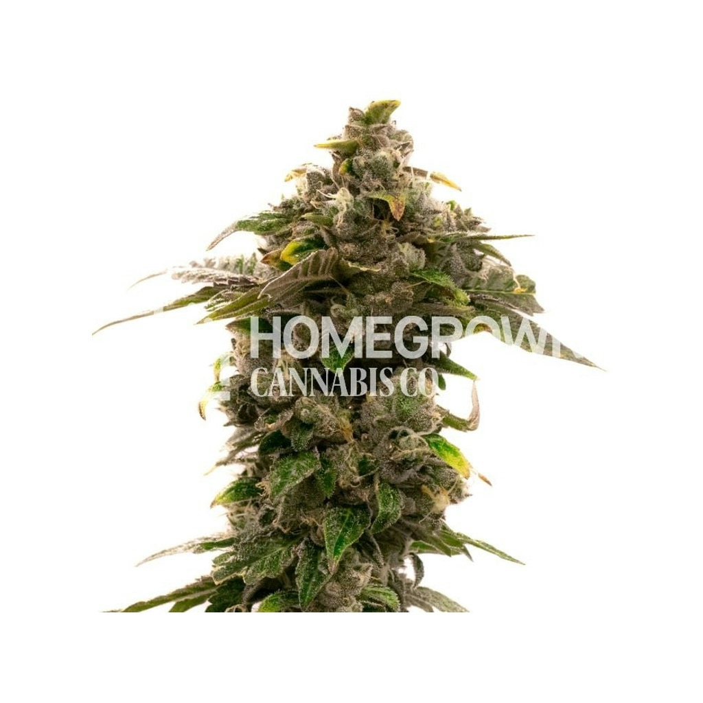 The 10 Best Outdoor Strains To Grow