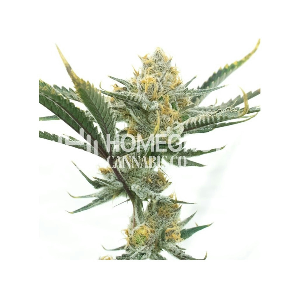 The 10 Best Outdoor Strains To Grow