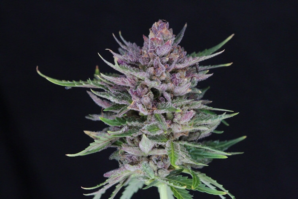 The Top Best Genetics From North Atlantic Seed Co. | Herb