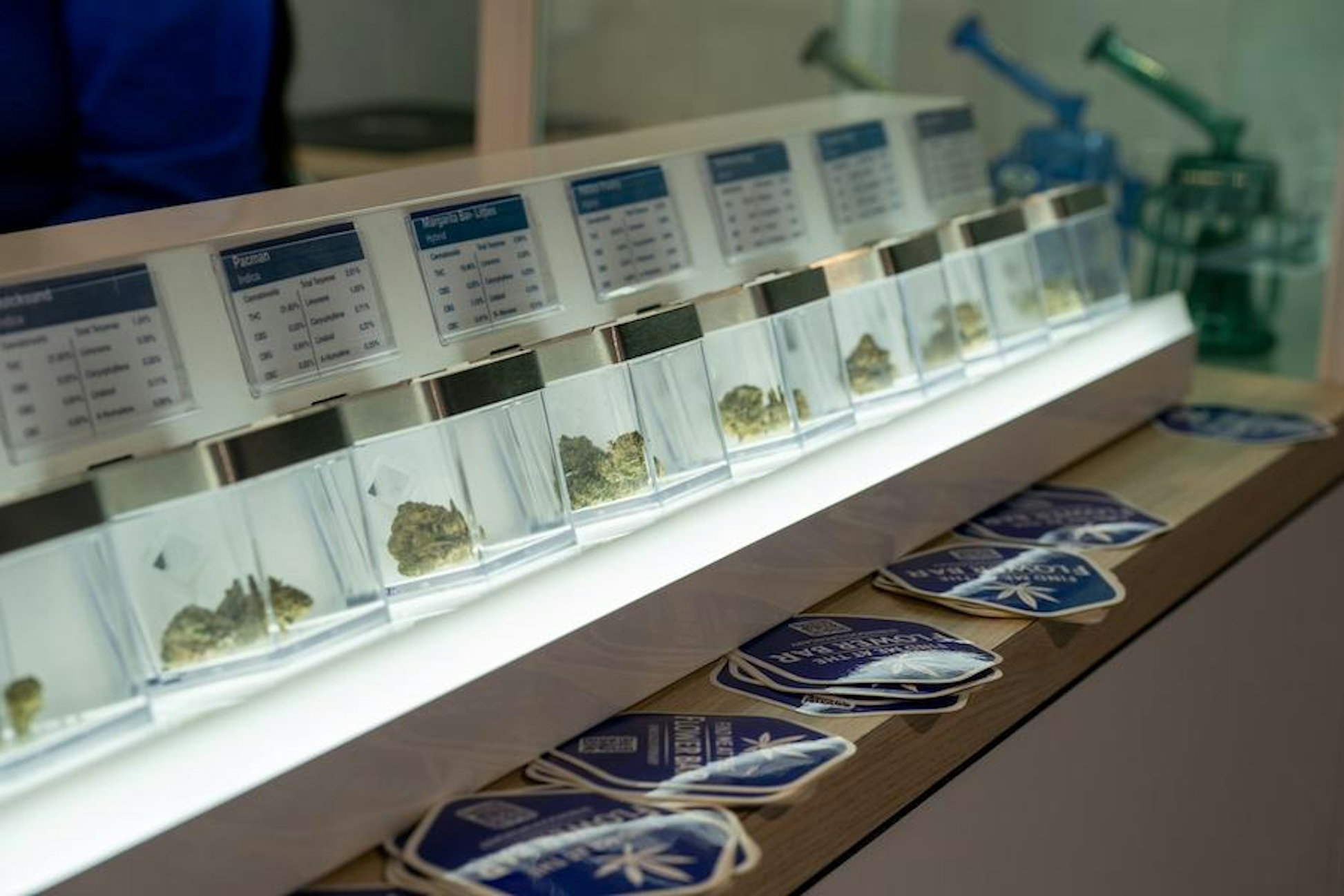 Everything You Want To Know About Weed | Herb Learn