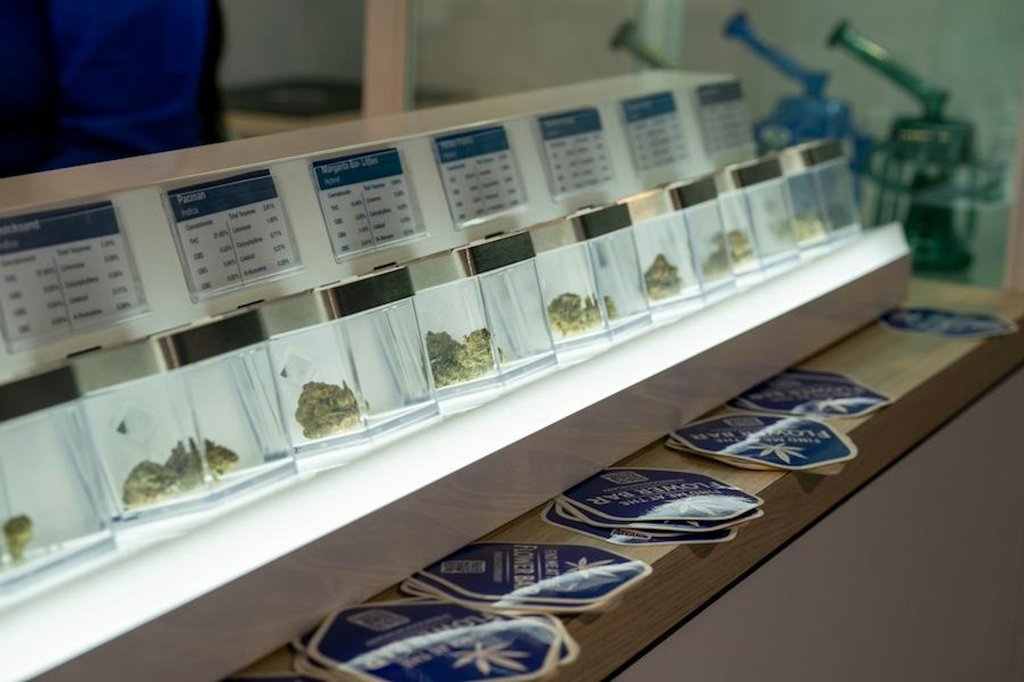 Everything You Want To Know About Weed | Herb Learn