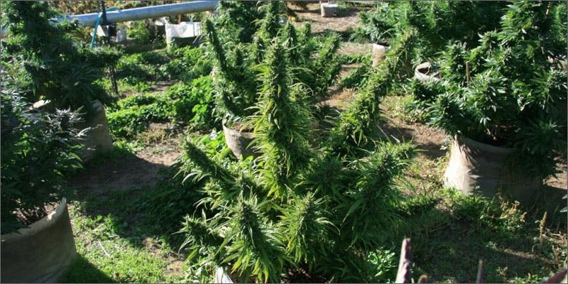 What Was The Original Strain Of Weed?