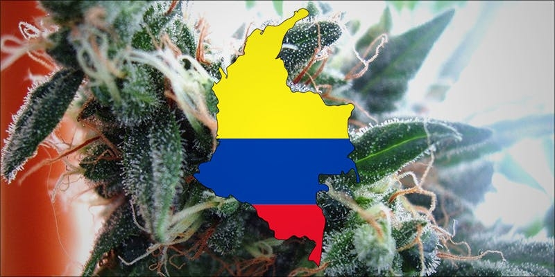 These Are The 10 Countries That Grow The Best Weed In The World