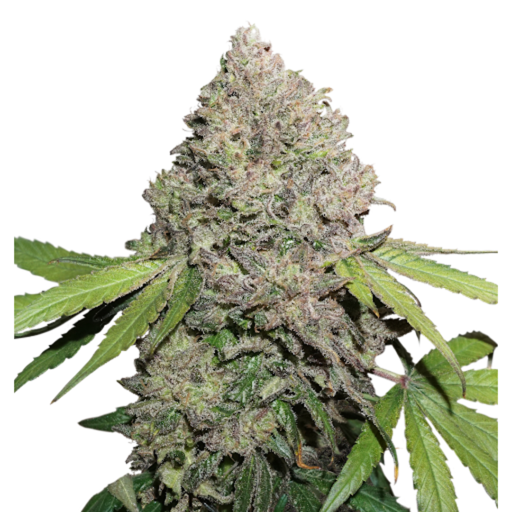 Dutch Passion CBD Charlotte’s Angel