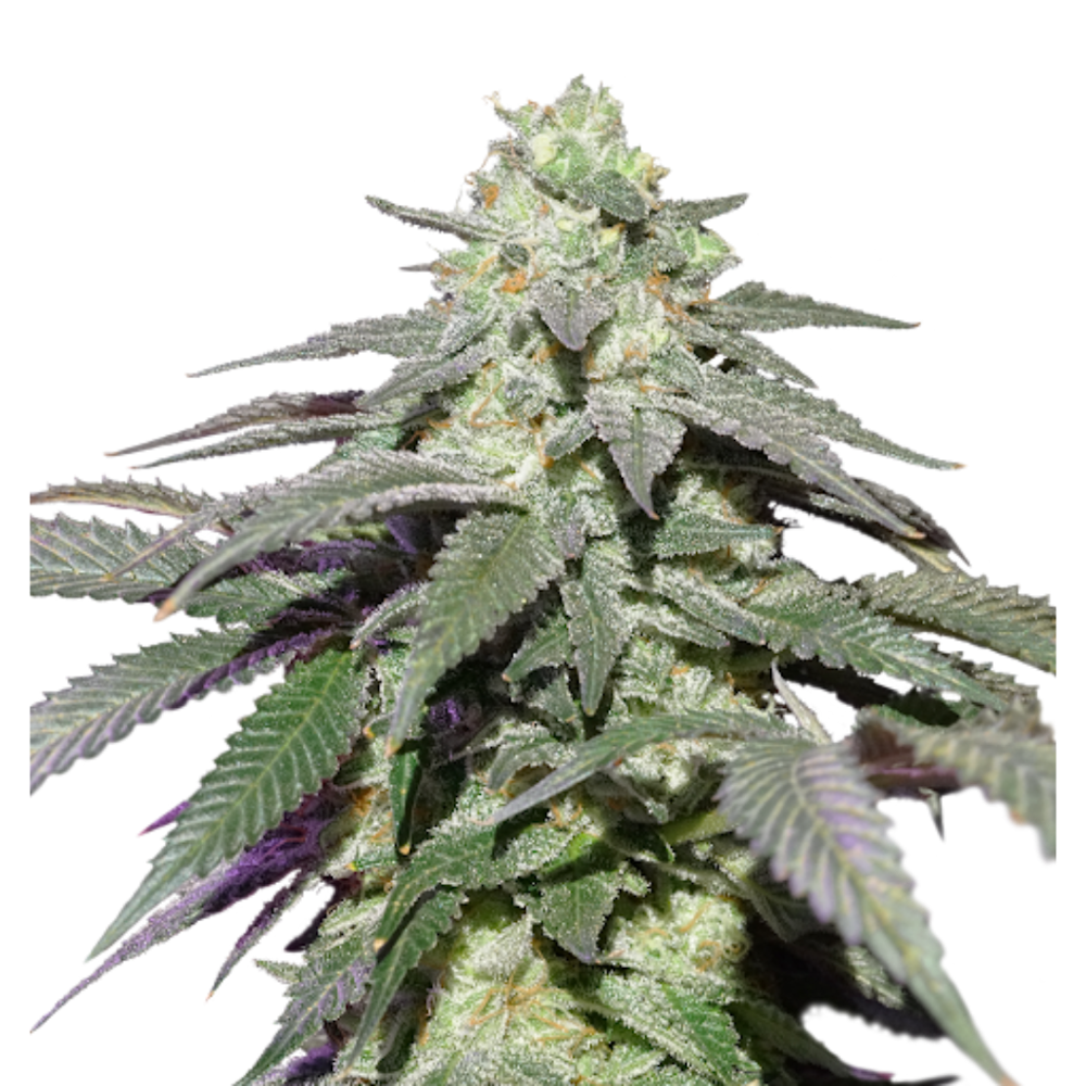 Dutch Passion Auto Skywalker Haze | Herb