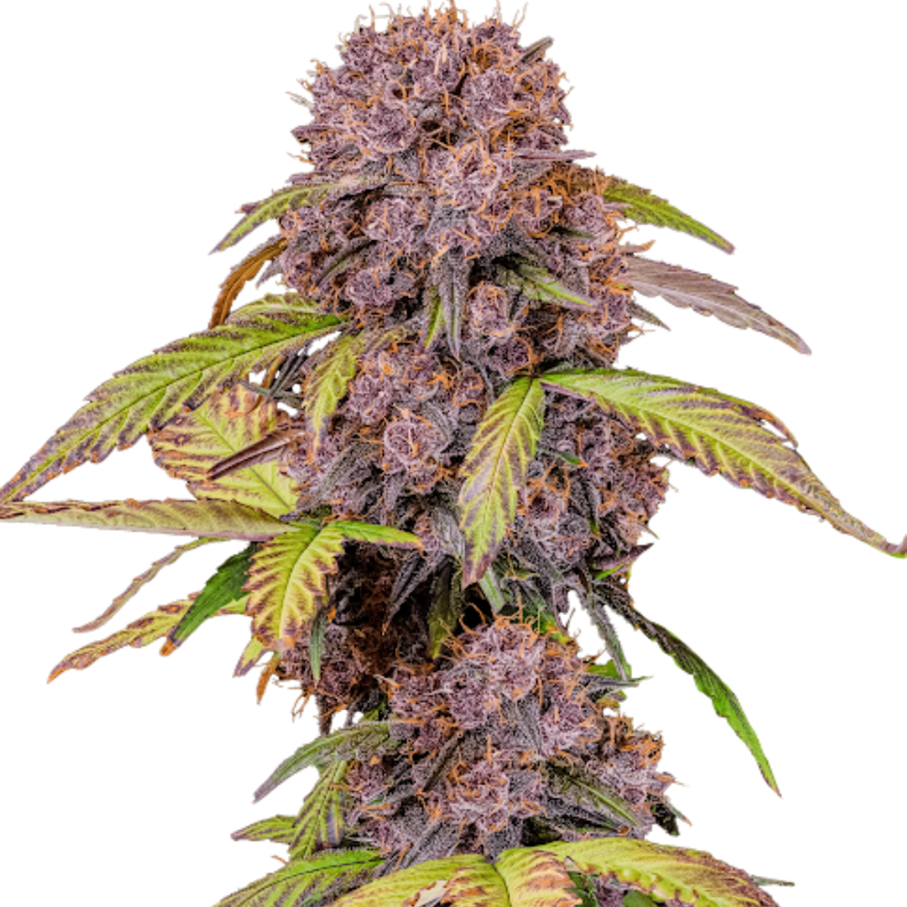 Fast Buds Lemon Cherry Cookies Auto Seeds | Herb
