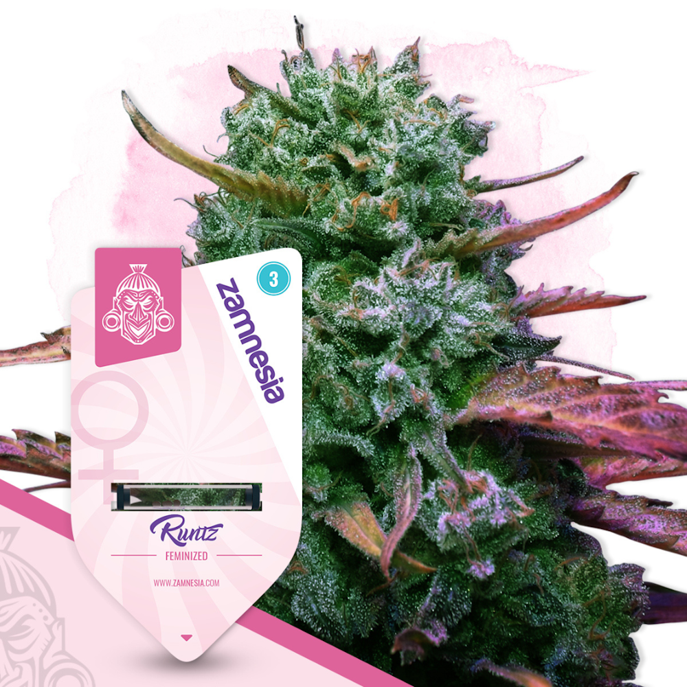 Zamnesia Runtz (Zamnesia Seeds) Feminized | Herb