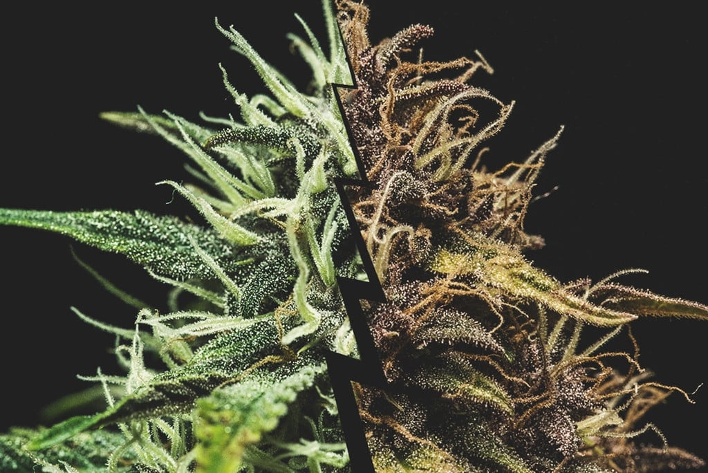 Ripe Buds vs Unripe: How To Tell When Your Weed Is Ready | Herb