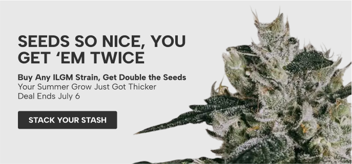 Best Weed Deals: Explore The Top Cannabis Discounts
