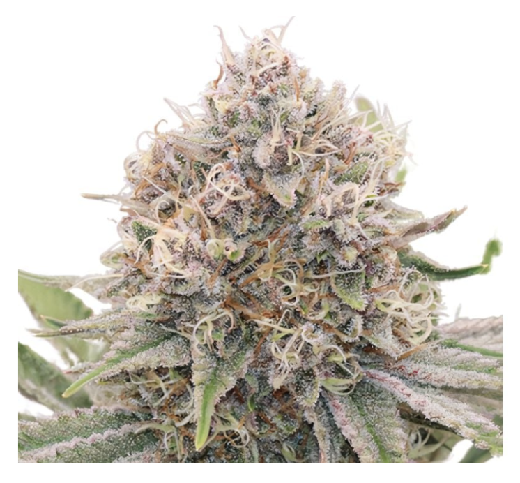 9 Rare and Exotic Weed Strains | Herb